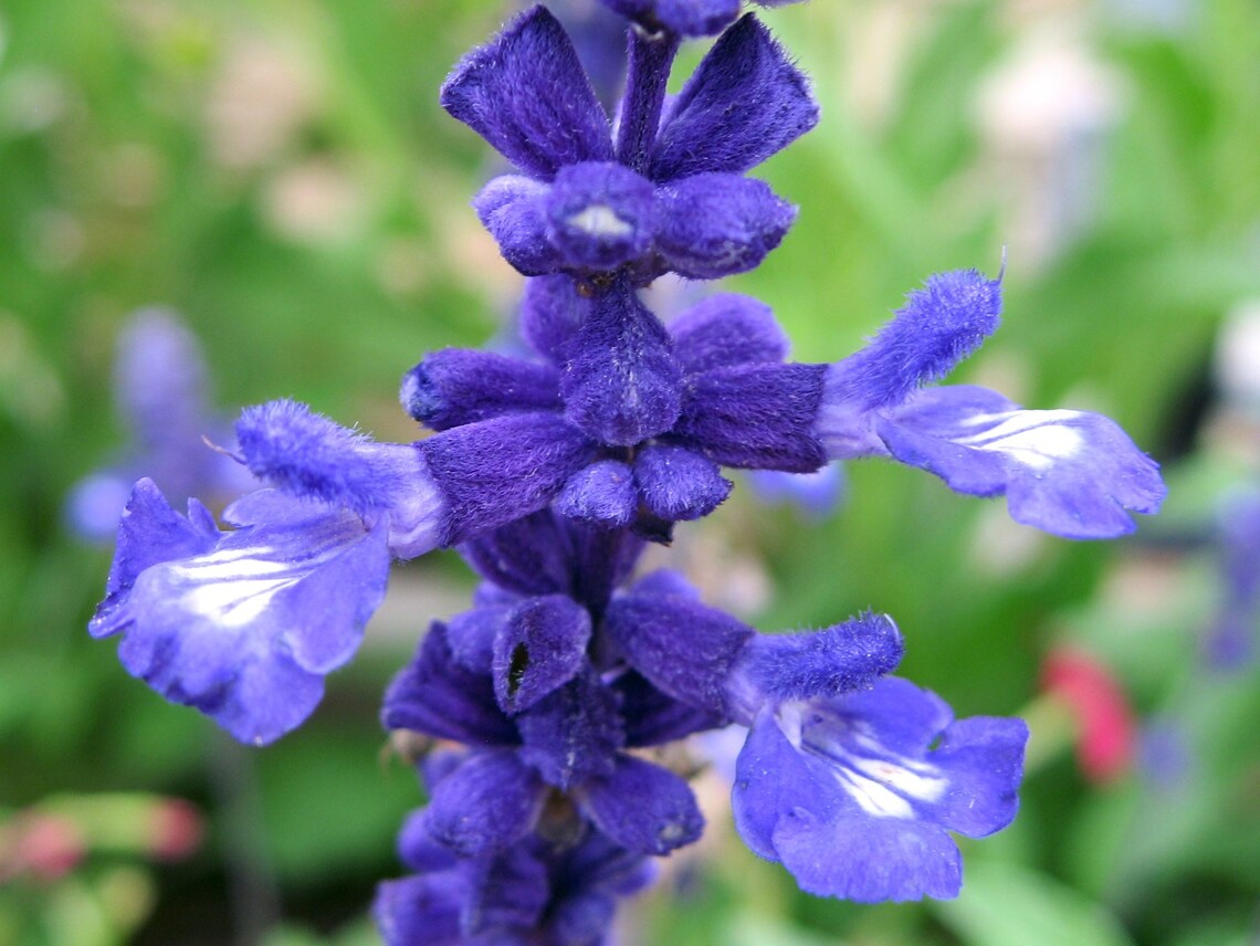 Salvia Farinacea Blue Sage Seed Only 75 Cents Shipping on | Etsy