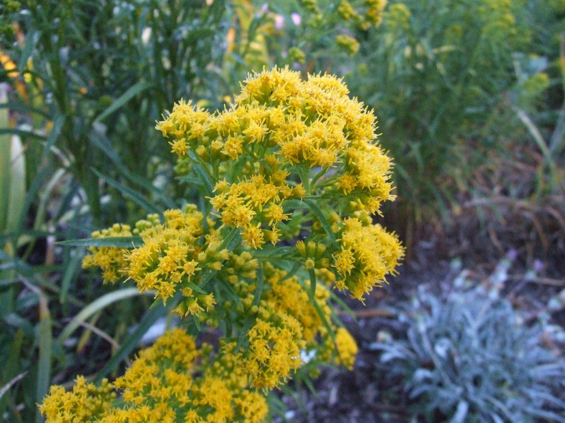 Solidago Riddellii Riddells Goldenrod seed | Etsy