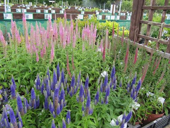 Veronica Spicata Sightseeing Color Mix Seed - Etsy