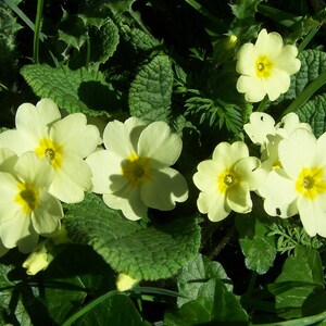 Primula Vulgaris - Common Primrose Seed - Etsy