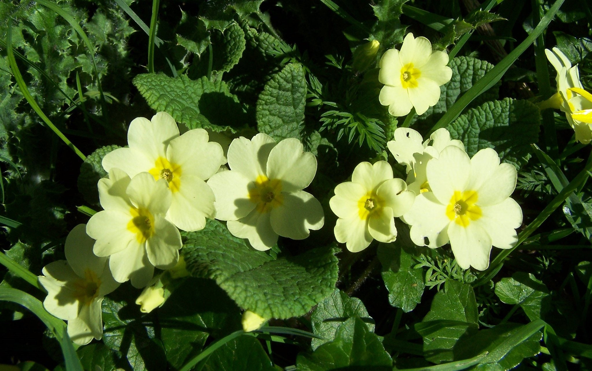 Primula Vulgaris - Common Primrose Seed - Etsy
