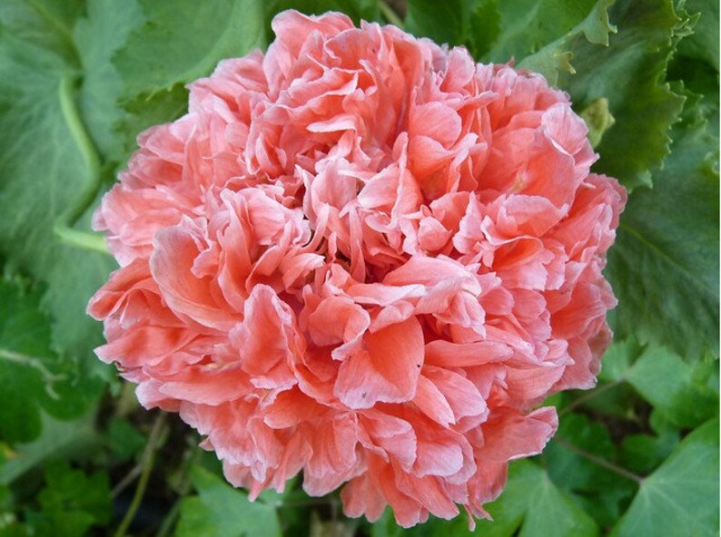 Poppy Papaver Paeoniflorum Salmon Peony Poppy Seed 75 Cents | Etsy