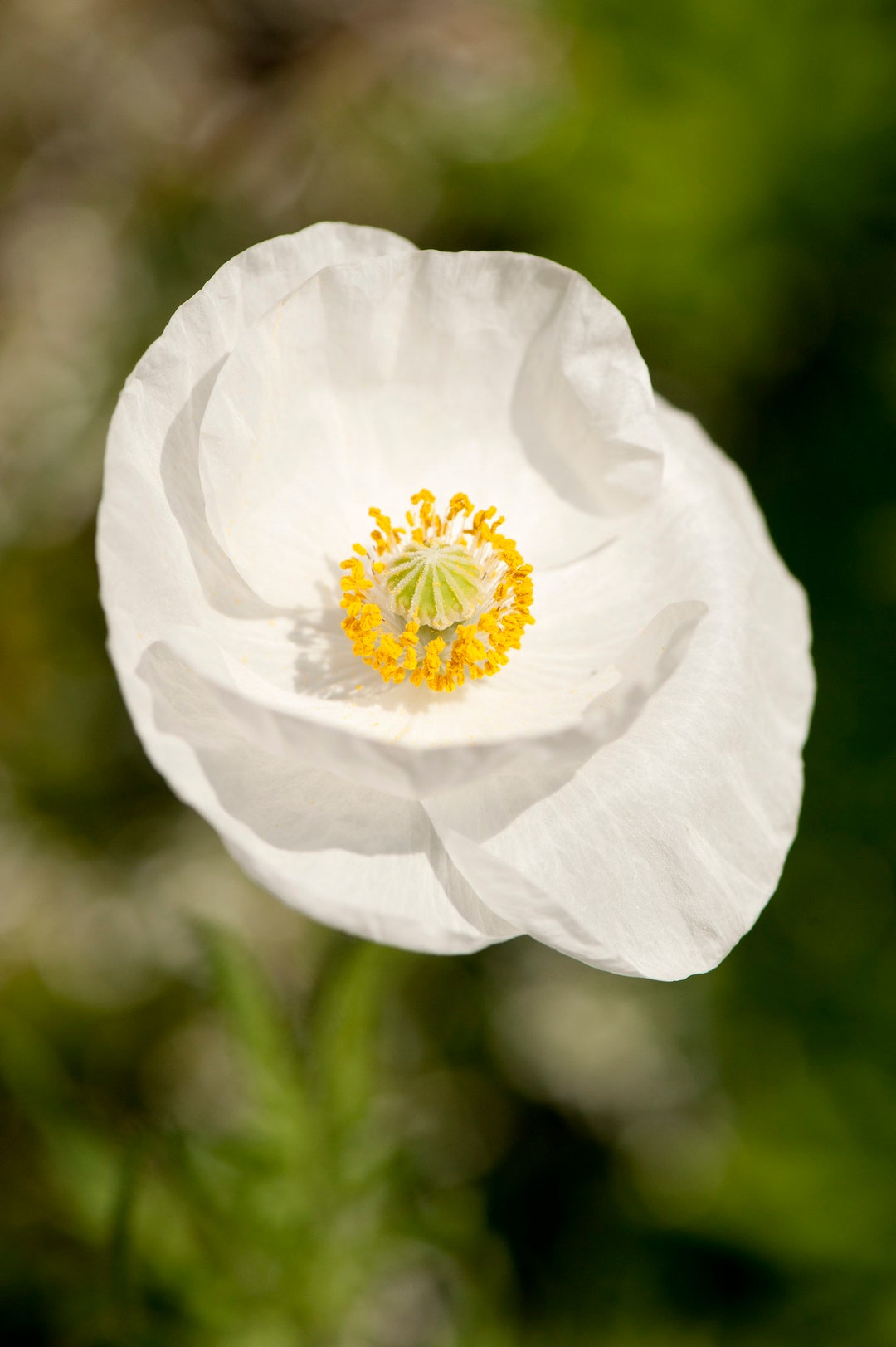 Poppy Papaver - Bridal Silk Seed - Etsy