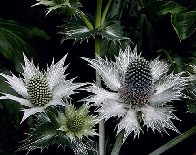 Eryngium Giganteum Silver Ghost Seed Only 75 Cents Shipping | Etsy