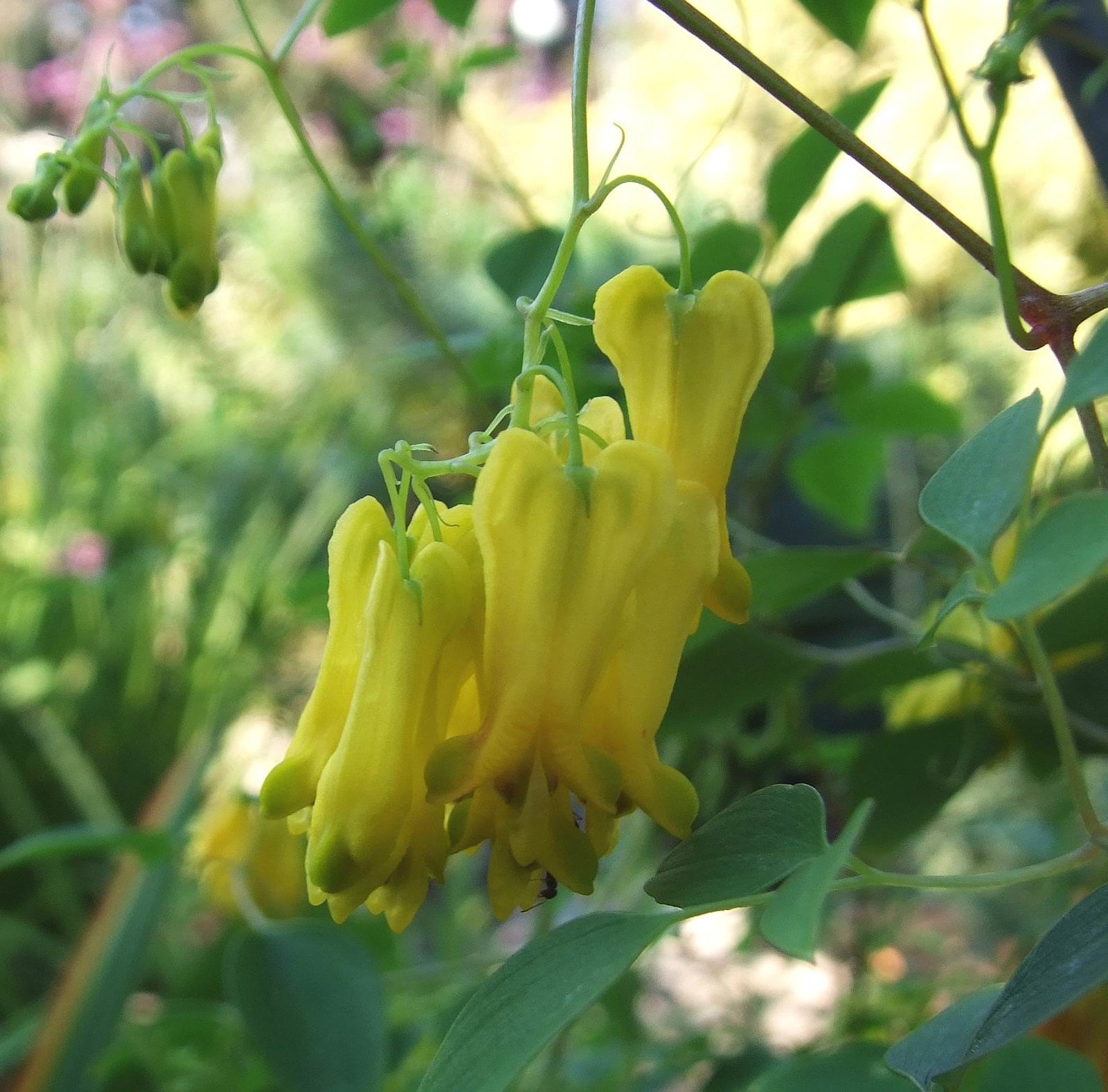 Dicentra Scandens Yellow Bleeding Heart Vine seed only 75 | Etsy