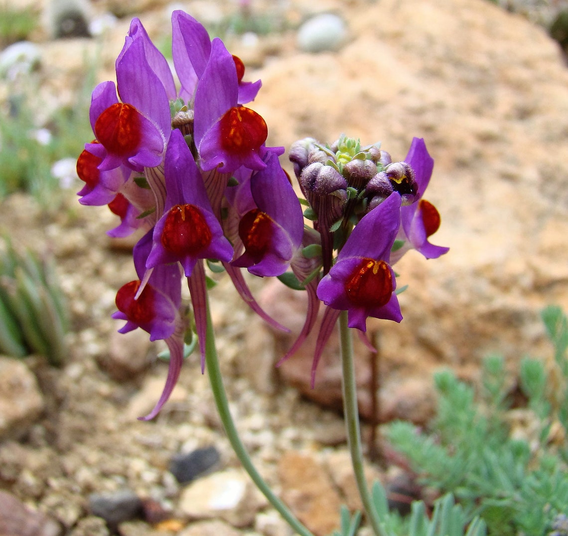 Linaria Aeruginea Neon Lights Seed - Etsy