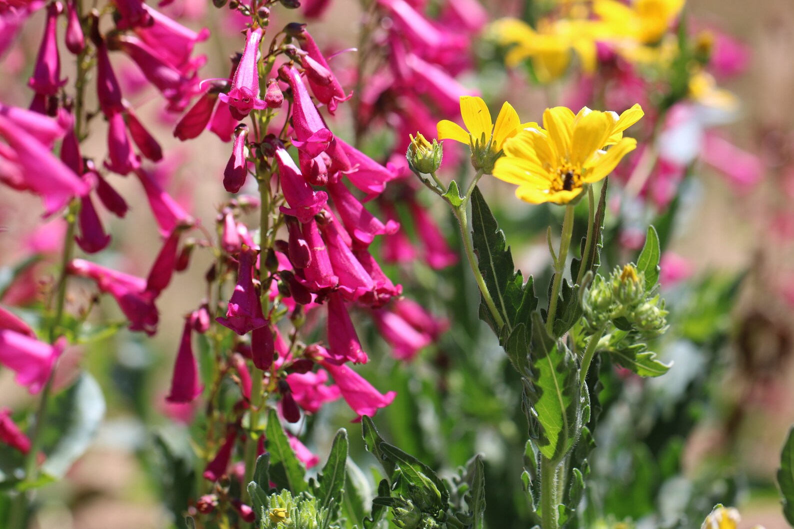 Penstemon Pseudospectabilis Desert Penstemon Seed - Etsy