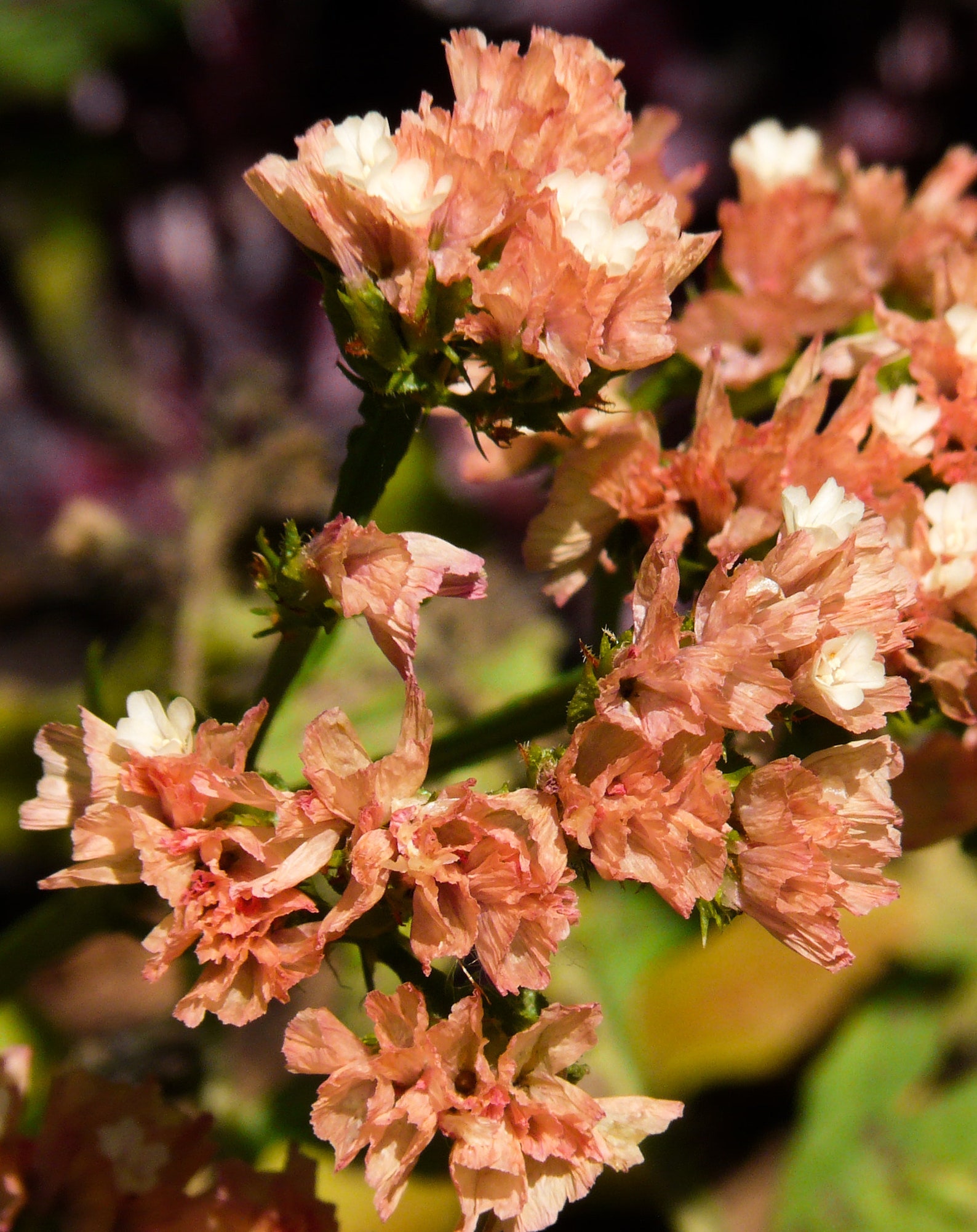 Limonium Sinuatum Apricot Beauty seed 75 cents | Etsy