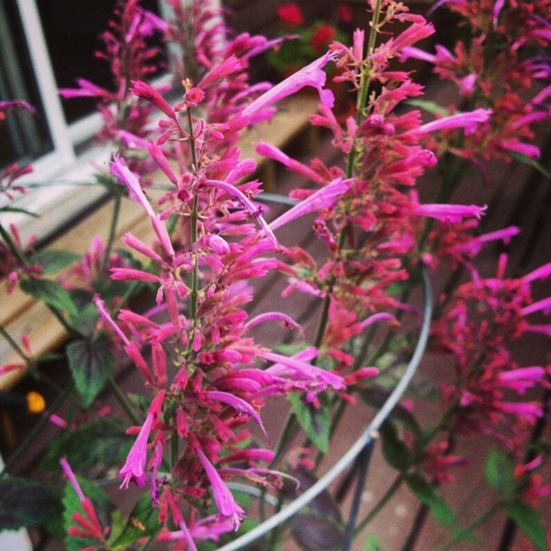 Agastache Aurantiaca Fragrant Carpet Color Mix Seed - Etsy