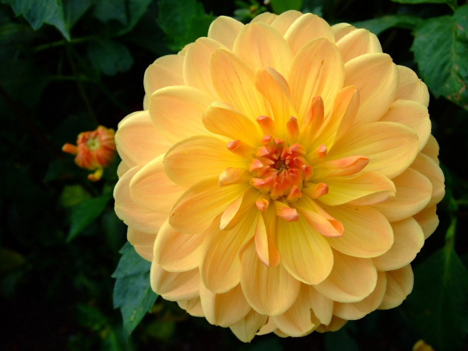 Dahlia Variabilis Dwarf Double Opera Mix Seed Only 75 Cents | Etsy