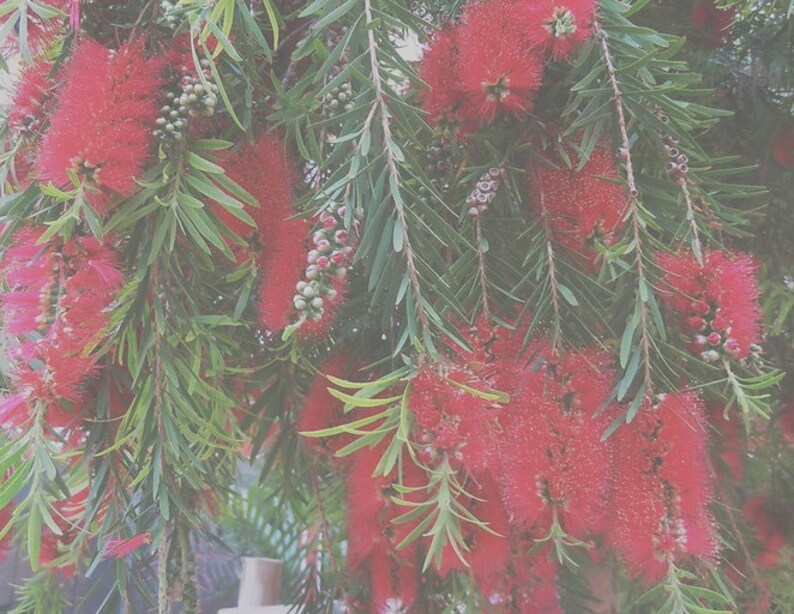 Callistemon Rigidus Stiff Bottlebrush Seed - Etsy