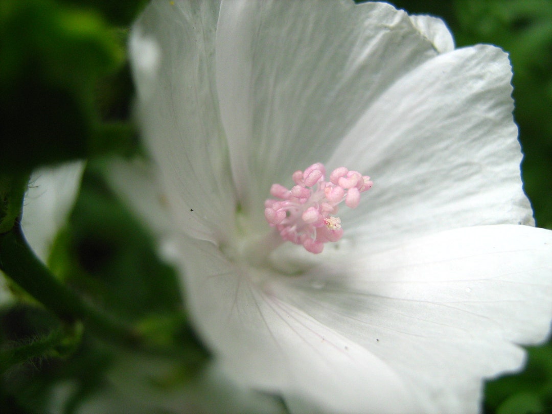 Malva Moschata Alba - White Musk Mallow Seed - Etsy