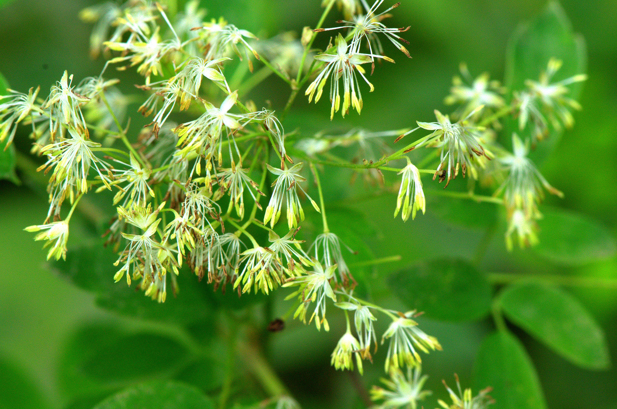 Thalictrum Sphaerostachyum Yellow Meadow Rue Seed - Etsy UK