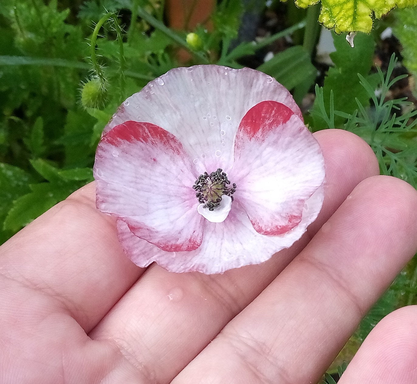 Poppy Papaver Rhoeas Mother of Pearl seed - Etsy 日本