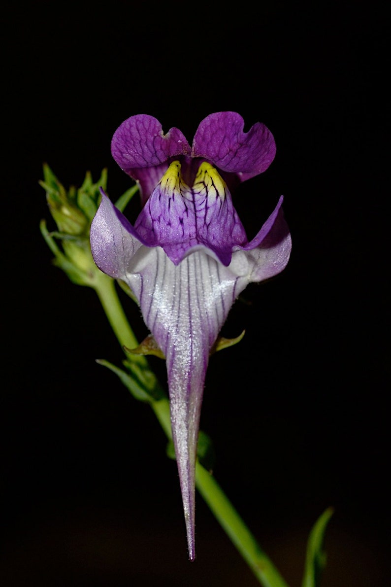Linaria Triornithophora Three Birds Flying Seed Only 75 | Etsy