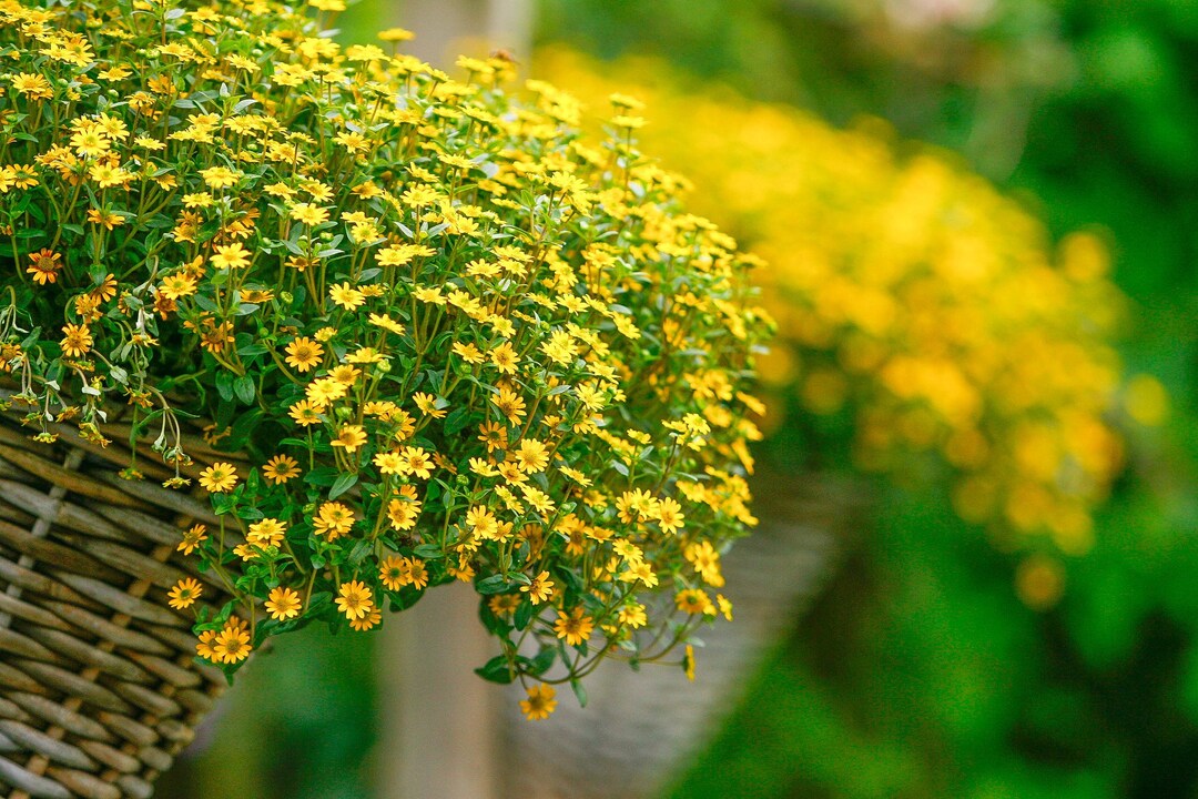 Zinnia - Sanvitalia Procumbens - Creeping Zinnia Mix Seed - Etsy