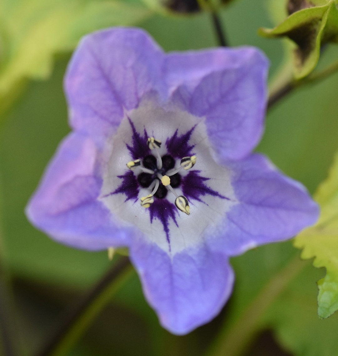Nicandra Physalodes - Splash of Cream Seed - Etsy