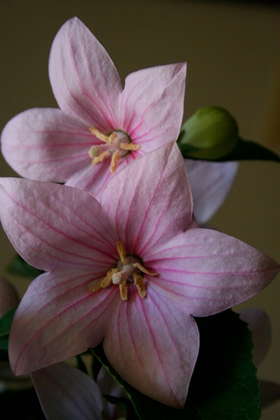 Platycodon Grandiflorus Balloon Flower Rose Seed Only 75 | Etsy
