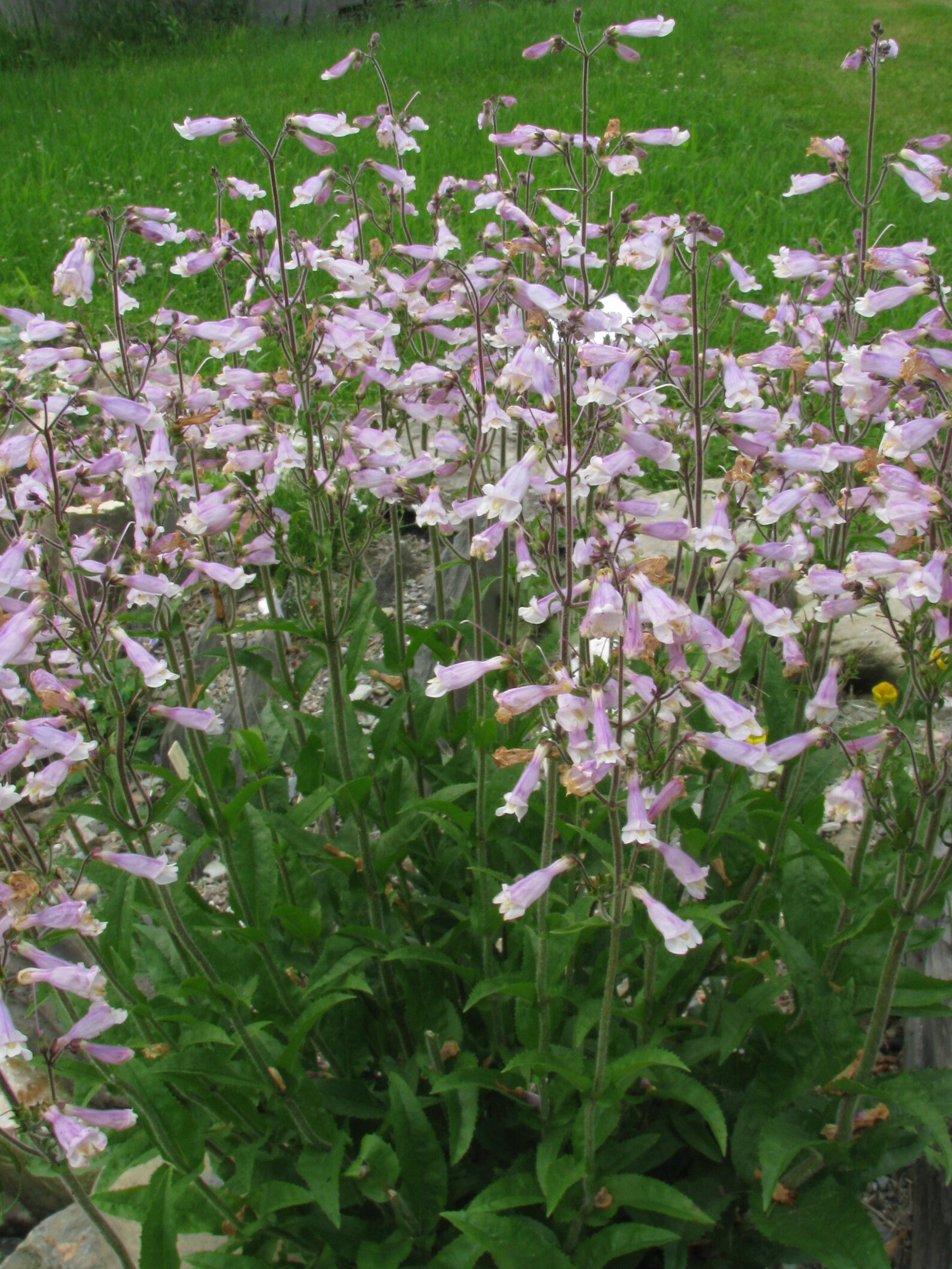 Penstemon Hirsutus Hairy Beardtongue Seed - Etsy