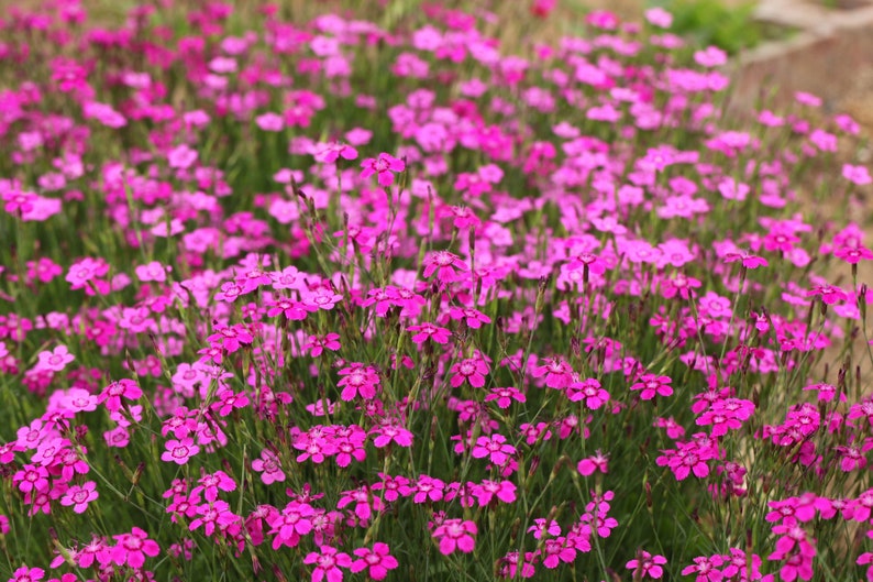 Dianthus Deltoides Maiden Pink Seed - Etsy