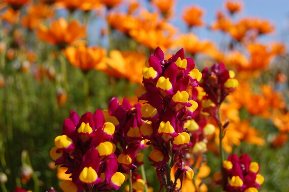 Linaria Reticulata Spanish Dancer Seed 75 Cent Shipping on - Etsy