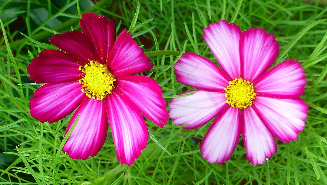 Cosmos Bipinnatus - Picotee Seed - Etsy