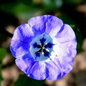 Nicandra Physalodes - Splash of Cream Seed - Etsy
