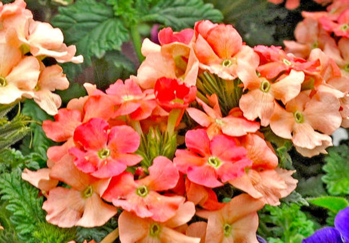 Verbena Hybrids Nana Compacta Apricot Seed - Etsy