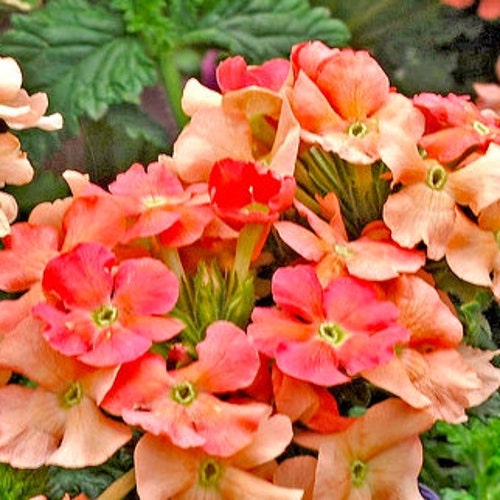 Verbena Hybrids Nana Compacta Apricot Seed - Etsy