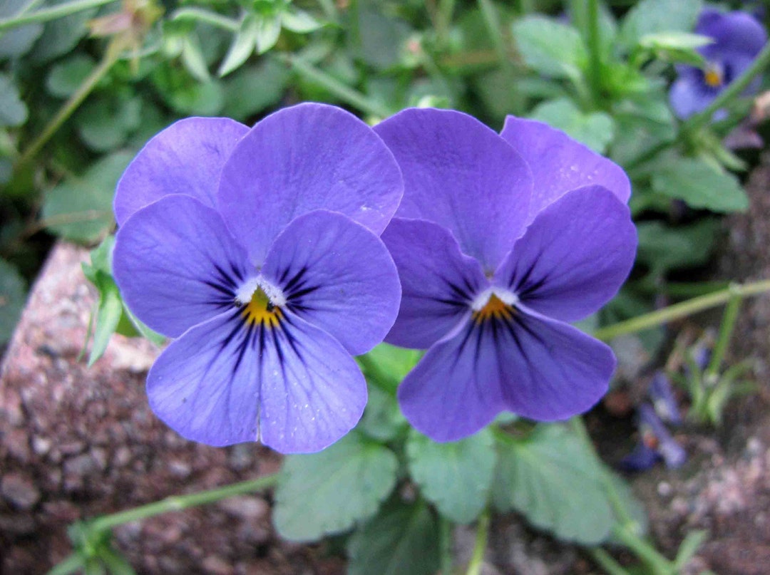 Viola Cornuta - Blue Perfection Seed - Etsy