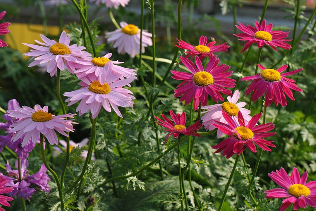 Tanacetum Coccineum Painted Daisy Mixture seed - Etsy Österreich
