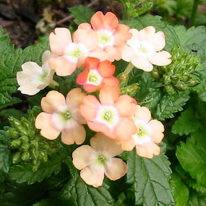 Verbena Hybrids - Nana Compacta Apricot Seed - Etsy
