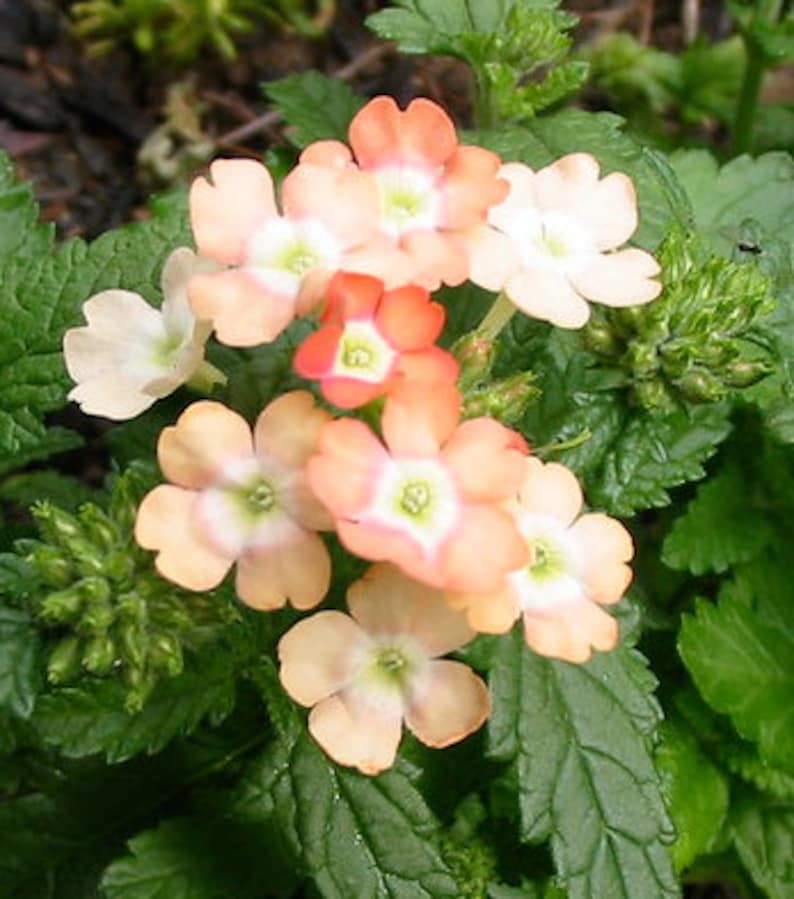 Verbena Hybrids Nana Compacta Apricot Seed 75 Cents Shipping | Etsy