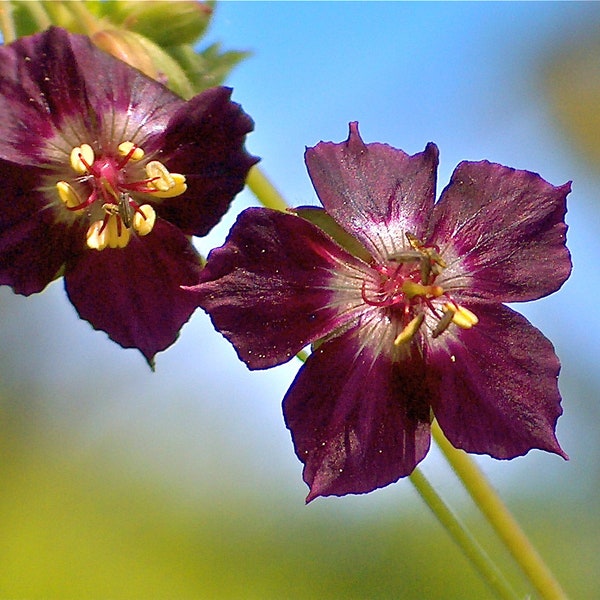 Geranium Seeds - Etsy
