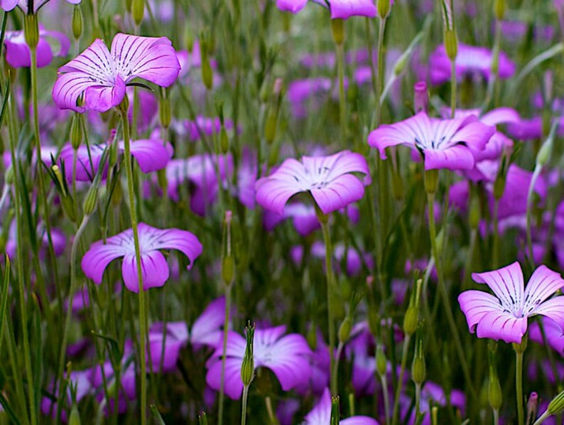 Agrostemma Githago Purple Queen Seed - Etsy