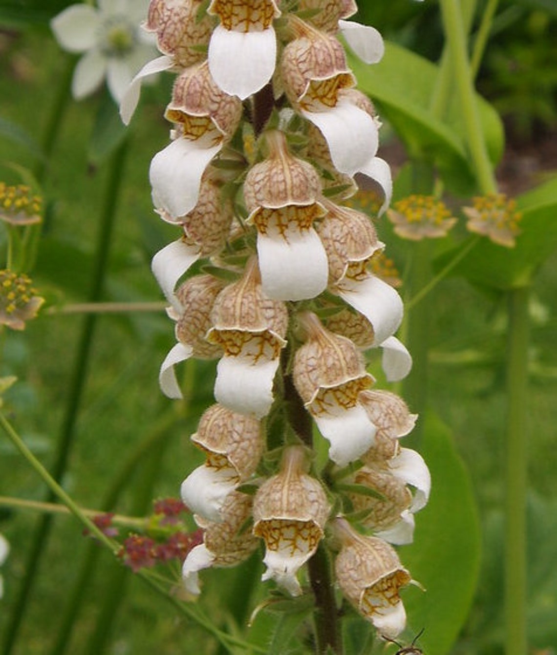 Digitalis Trojana Helen of Troy seed 75 cents | Etsy