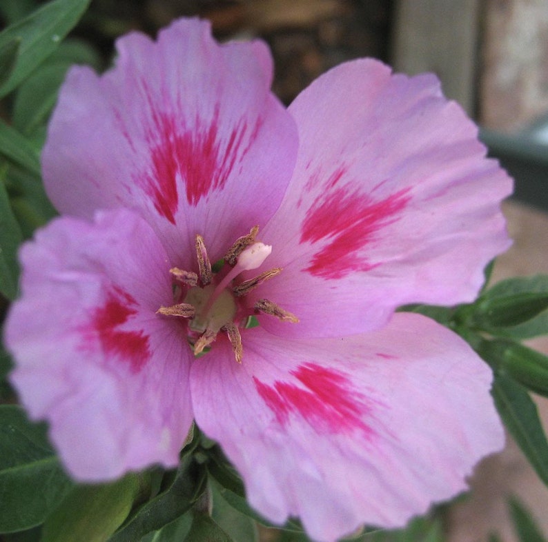 Clarkia Amoena Farewell to Spring Mix Seed - Etsy