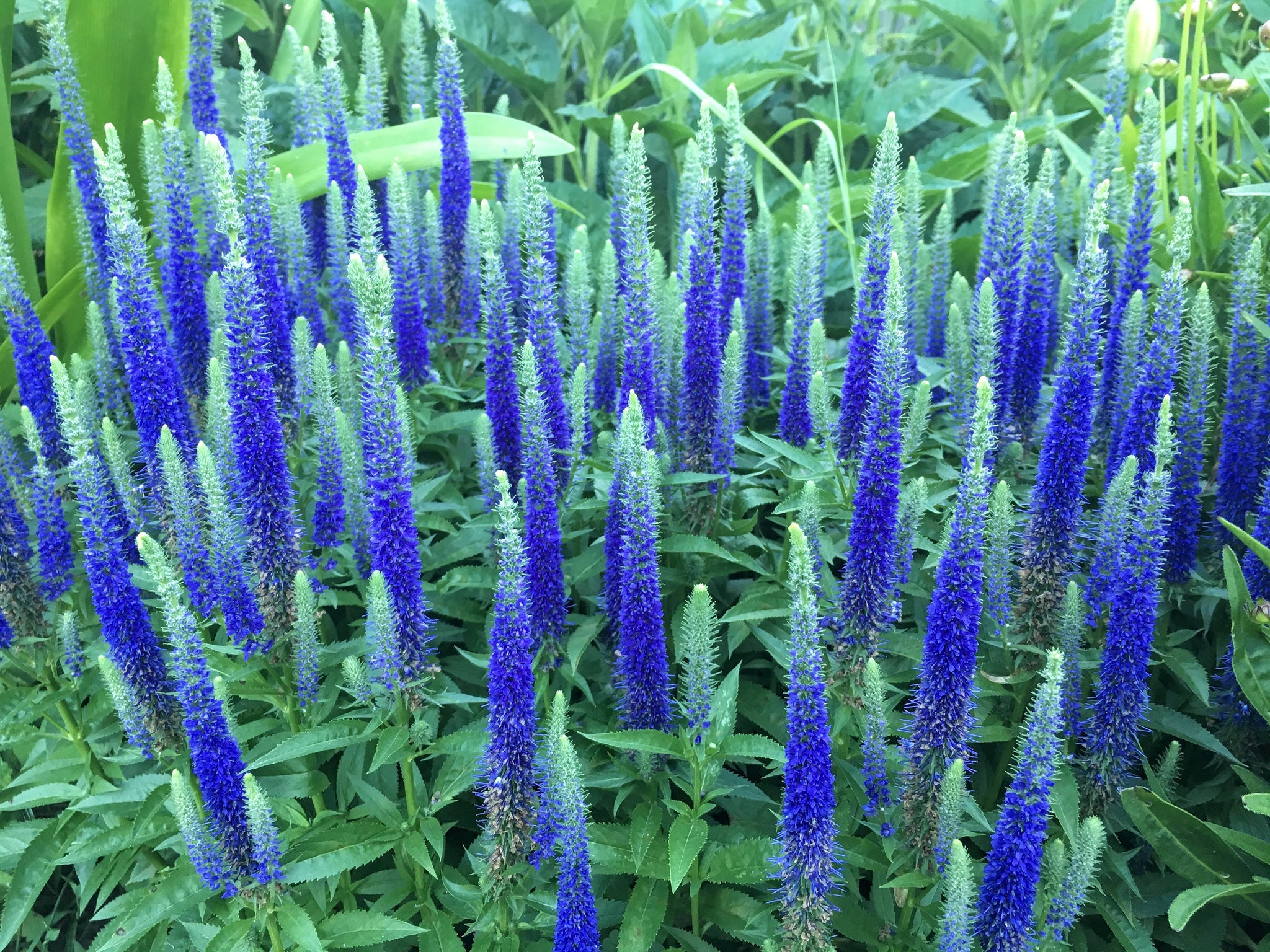 Veronica Spicata - Sightseeing Color Mix Seed - Etsy