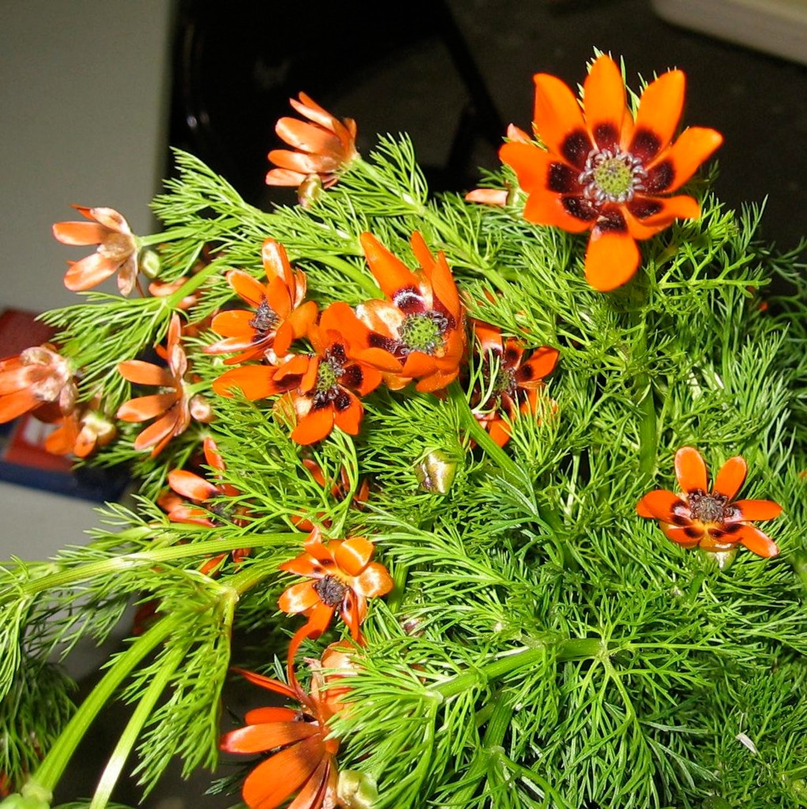 Adonis Aestivalis Pheasant's Eye seed only 75 cents | Etsy