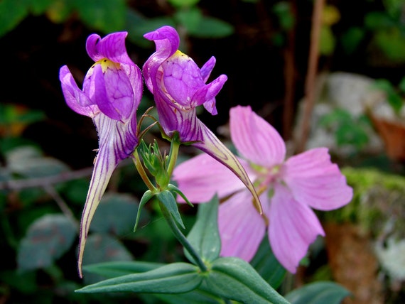 Linaria Triornithophora Three Birds Flying Seed Only 75 | Etsy