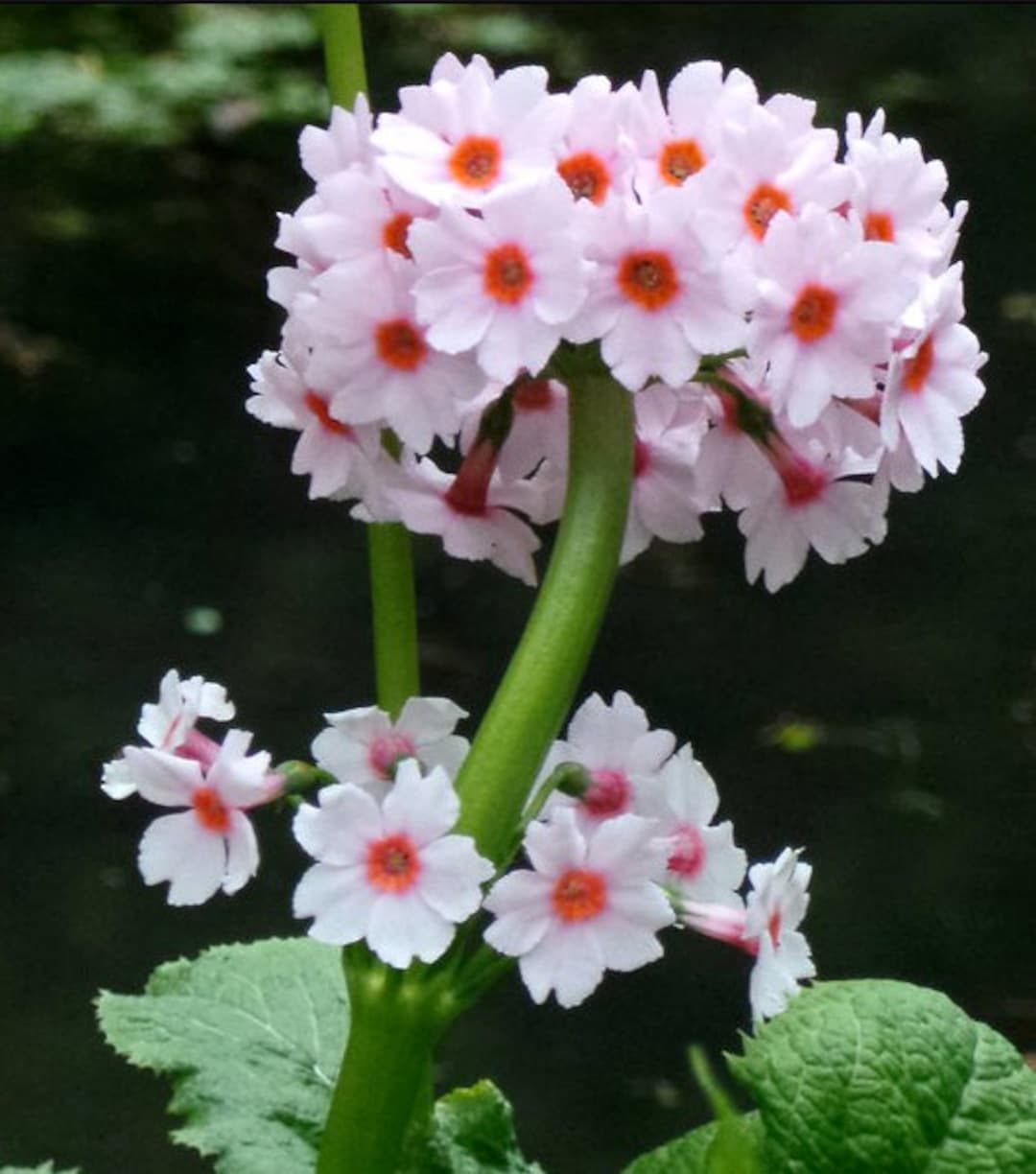 Primula Japonica - Apple Blossom Seed - Etsy