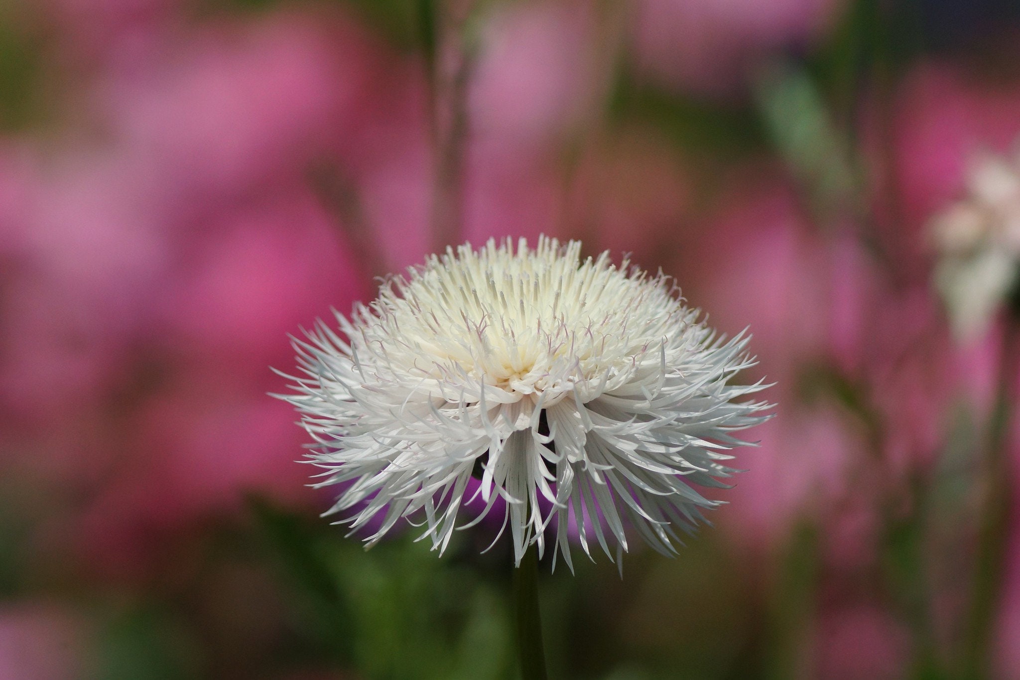 Centaurea Imperialis Sweet Sultan Color Mix Seed 75 Cent - Etsy