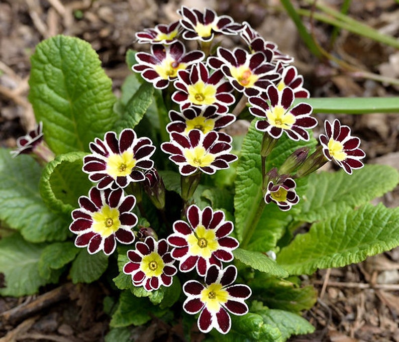 Primula Elatior Victorian Laced Mix Seed - Etsy