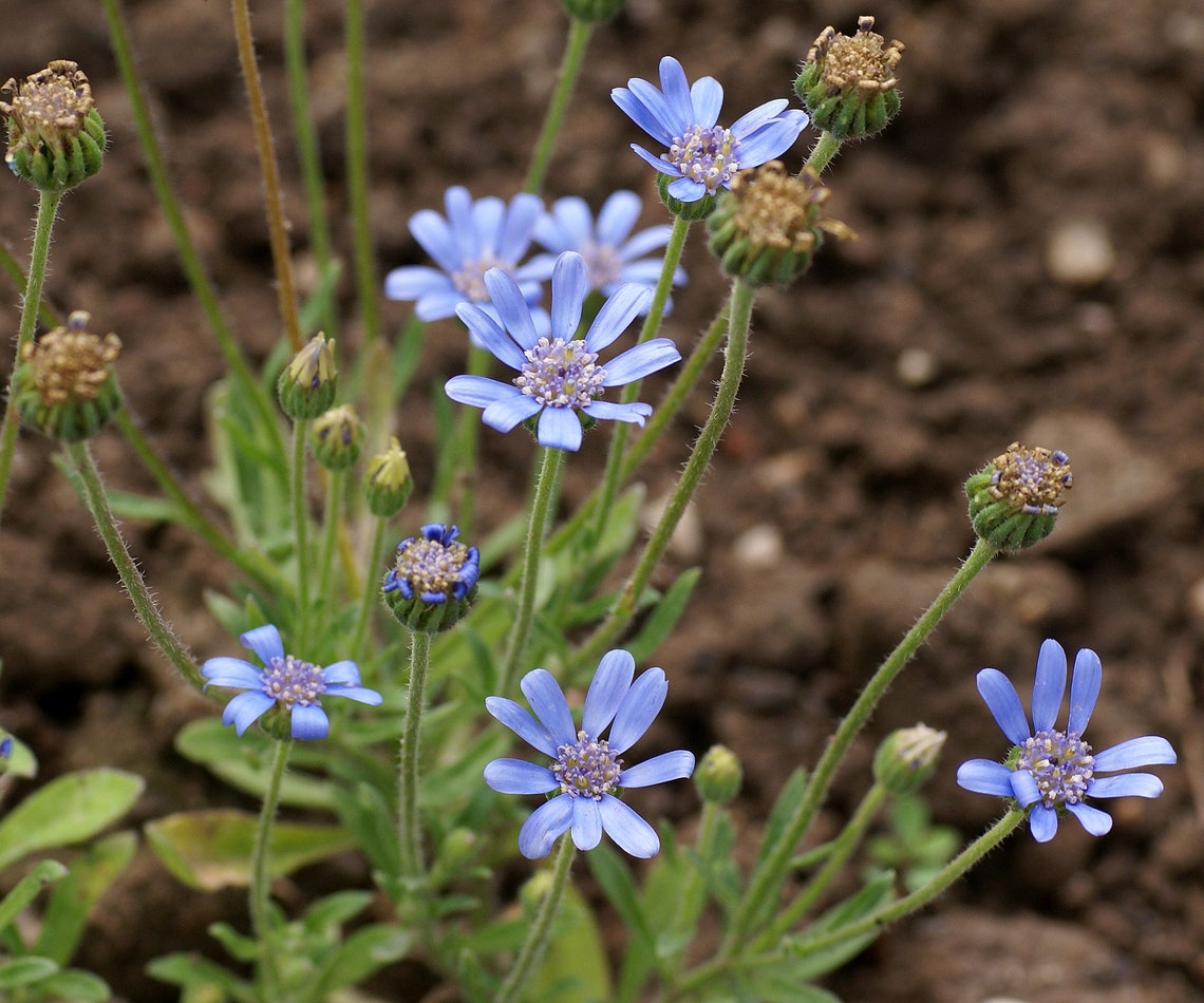 Felicia Heterophylla Blue Blues Blue Daisy Seed Only 75 | Etsy