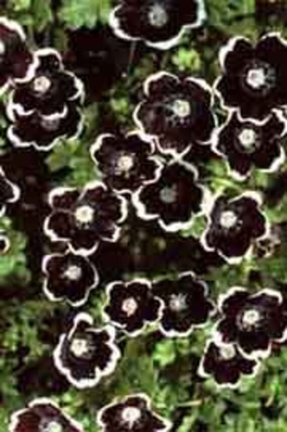 Outdoor & Gardening Home & Living Seeds & Seed Bombs Pennie Black ...