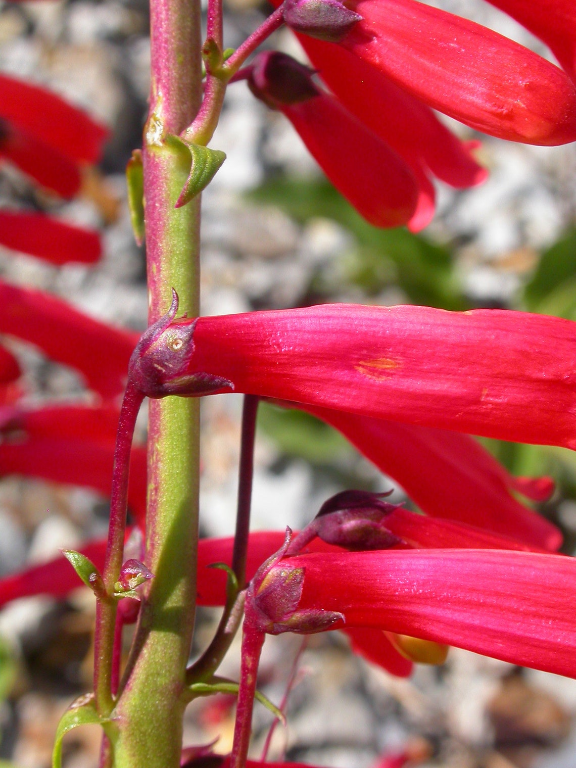 Penstemon Eatonii Eatons Penstemon Seed - Etsy