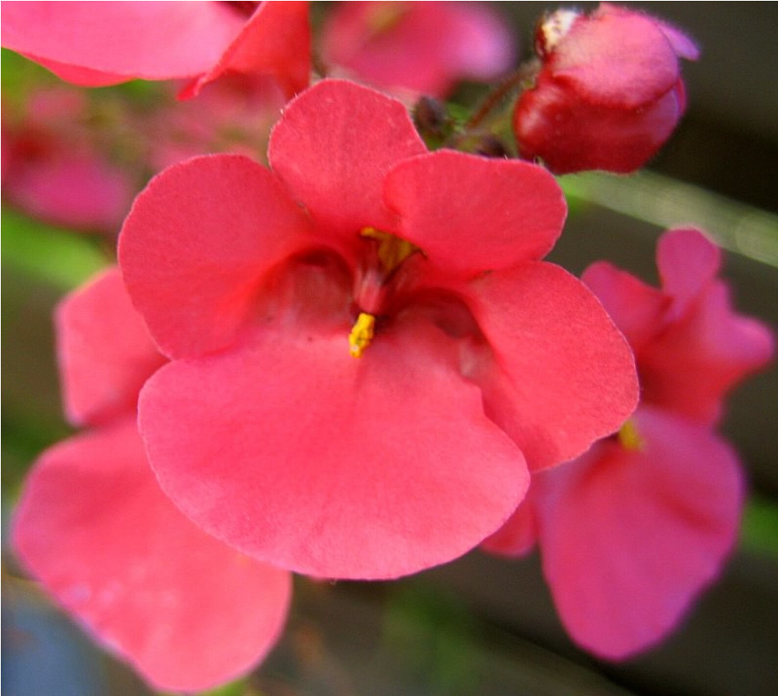 Nemesia Strumosa Grandiflora Sundrop Color Mix Seed 75 Cent | Etsy