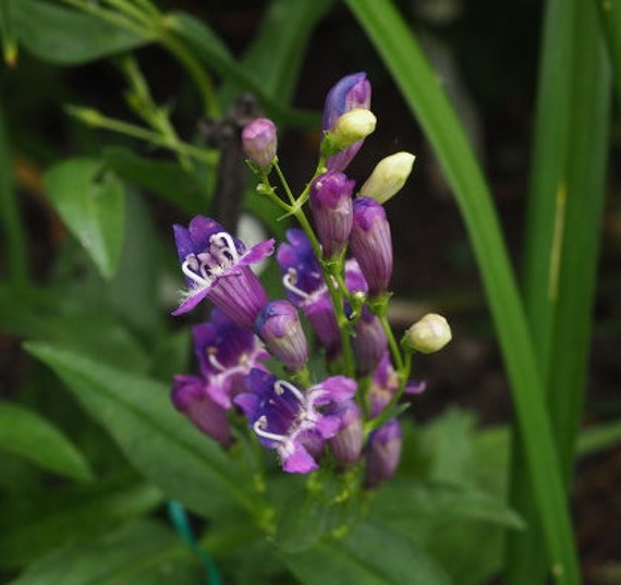 Penstemon Barbatus Pinacolada
