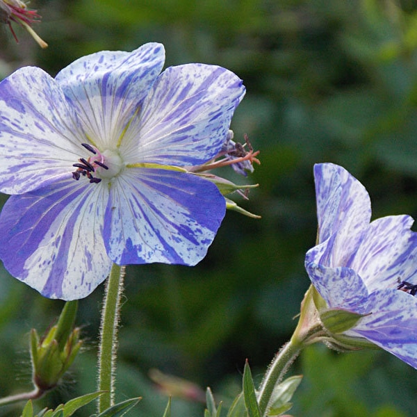 Geranium Seeds - Etsy