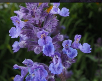 Catmint Nepeta Nervosa Pink Catmint Xeriscape Garden Flower Plant Seed ...
